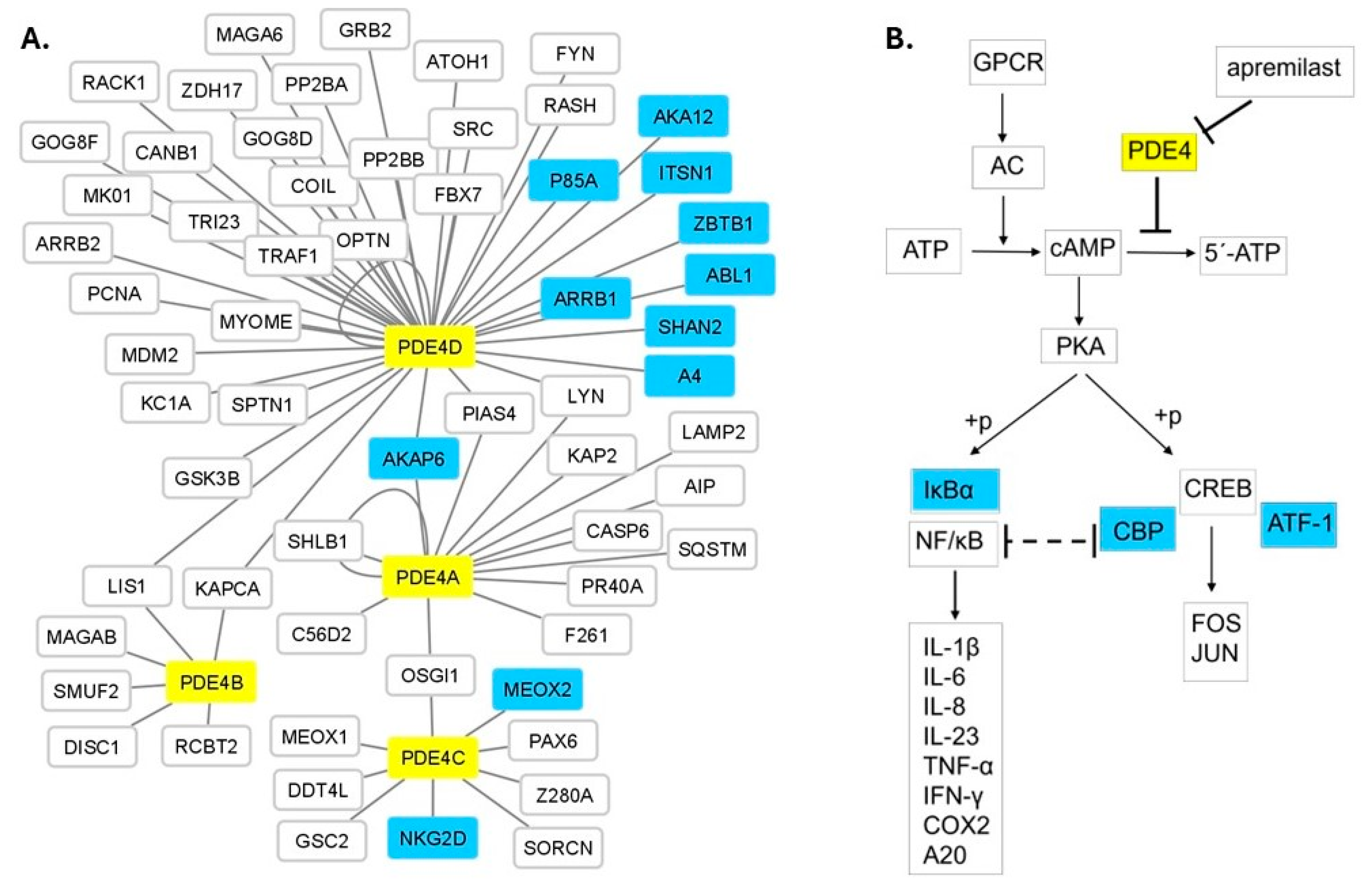 Genes | Free Full-Text | PDE4 Gene Family Variants Are Associated with ...