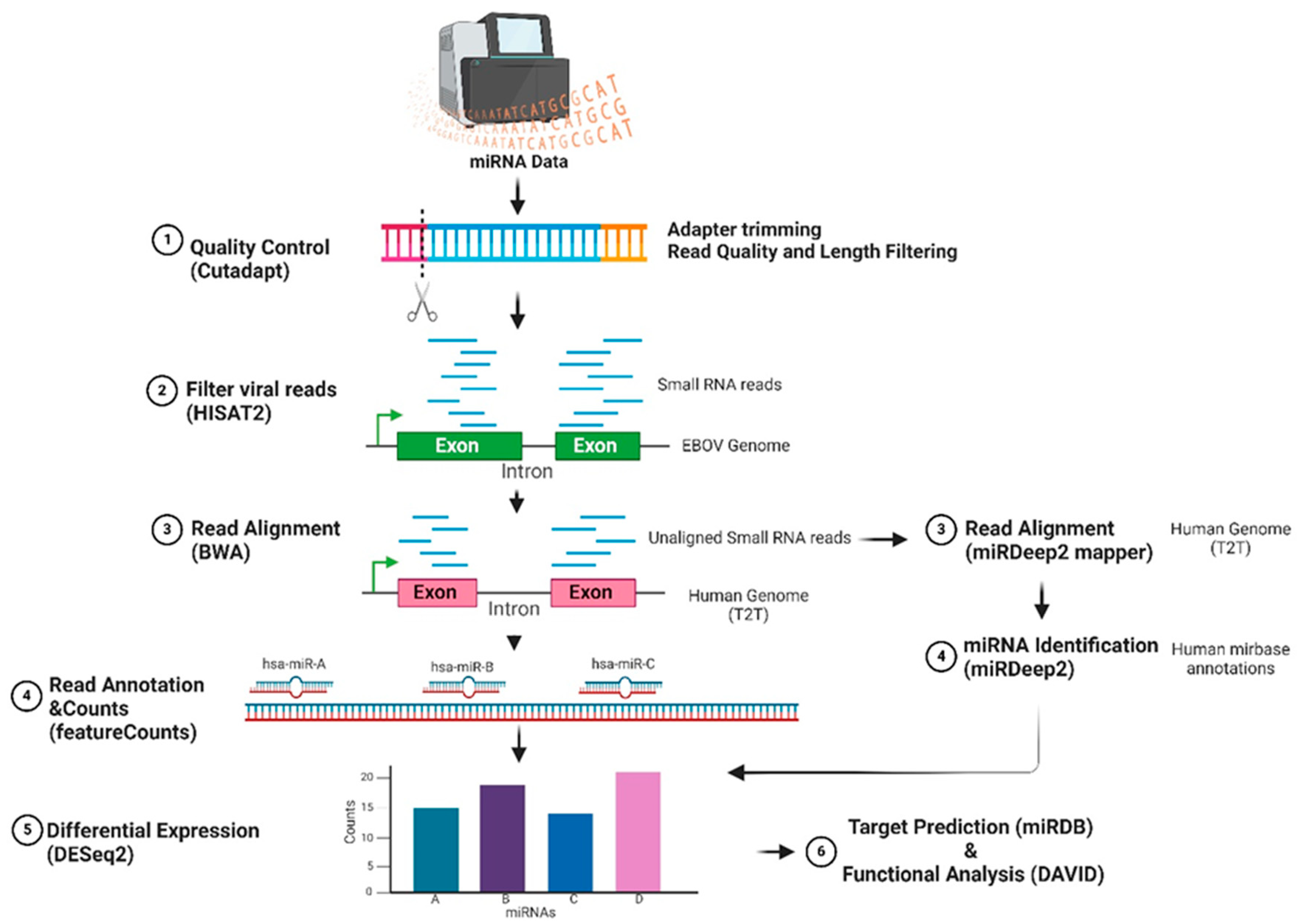 Identification and Potential Roles of Human MicroRNAs in Ebola Virus Infection and Disease ...
