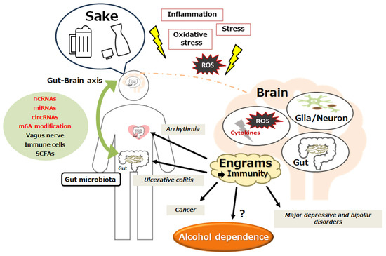 Potential Molecular Mechanisms of Alcohol Use Disorder with Non-Coding ...