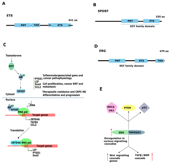 Transcription Factors in Prostate Cancer: Insights for Disease ...
