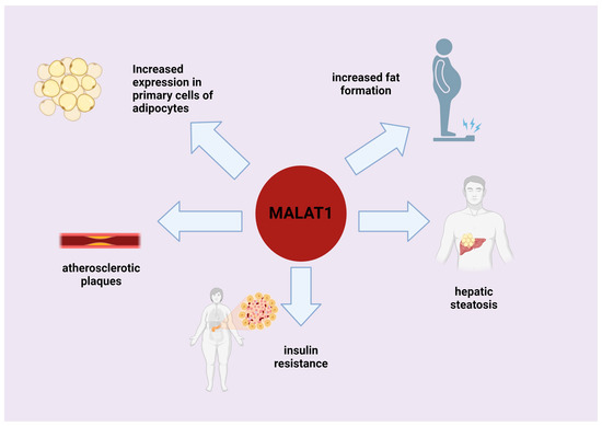 MALAT1: A Long Non-Coding RNA with Multiple Functions and Its Role in Processes Associated with ...