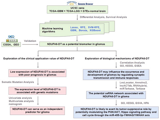 LncRNA NDUFA6-DT: A Comprehensive Analysis of a Potential LncRNA ...