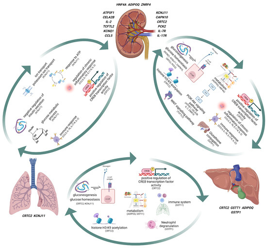 Genetic and Epigenetic Associations with Post-Transplant Diabetes Mellitus