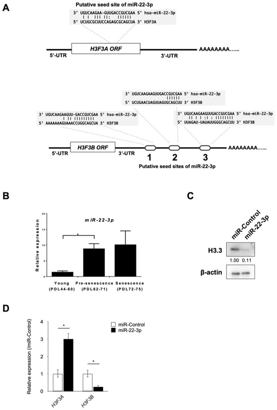 Downregulation of Histone H3.3 Induces p53-Dependent Cellular ...