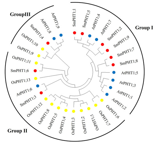 Genome-Wide Identification and Characterization of the PHT1 Gene Family ...
