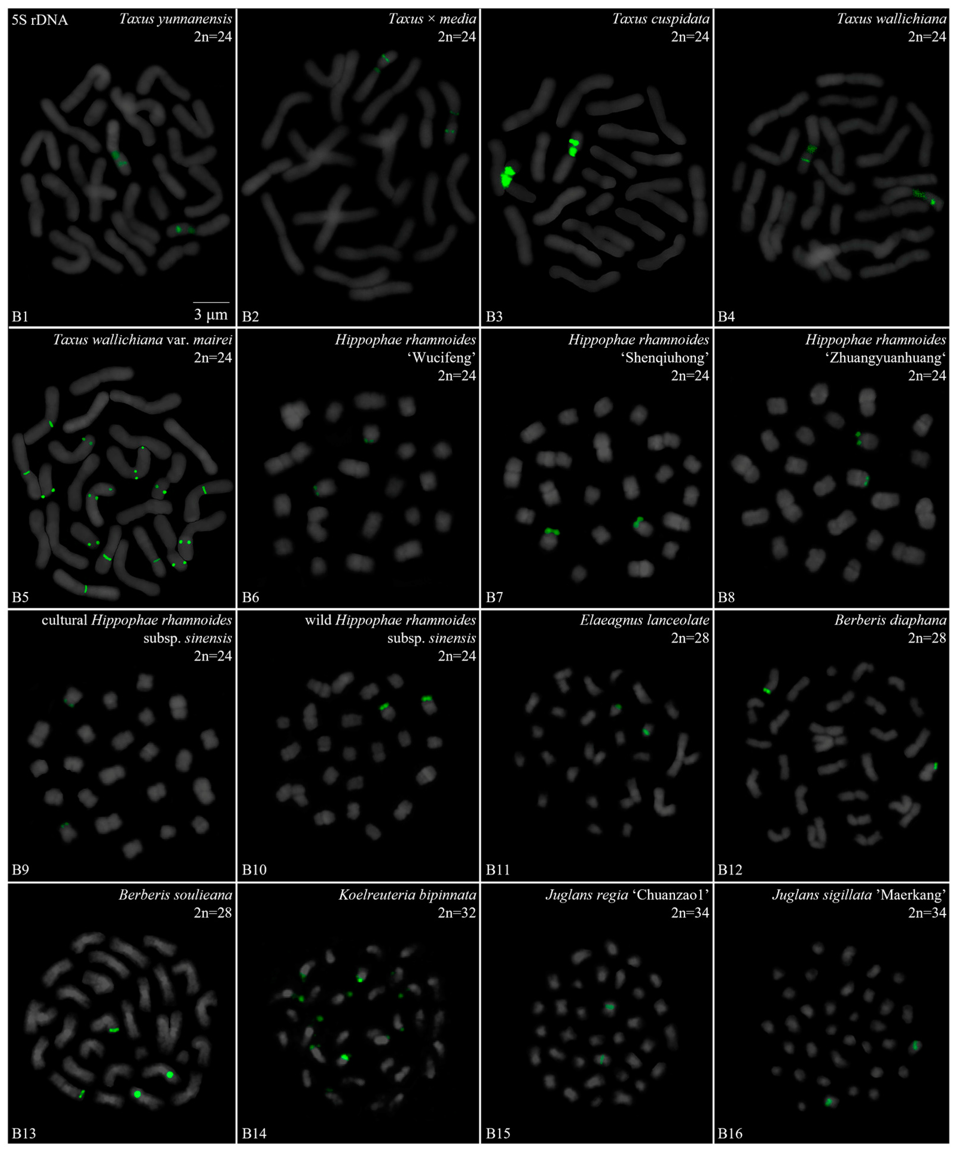 Karyotype Description And Comparative Chromosomal Mapping Of 5s Rdna In