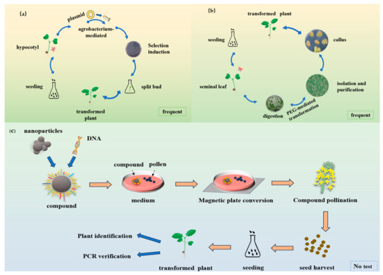 Advances in and Perspectives on Transgenic Technology and CRISPR-Cas9 ...