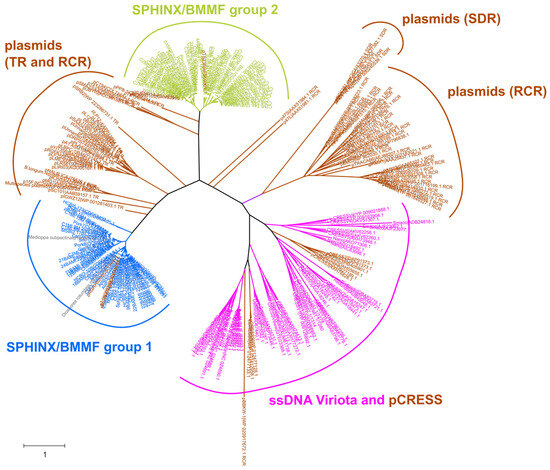 Current Research on Small Circular Molecules: A Comprehensive Overview on SPHINX/BMMF