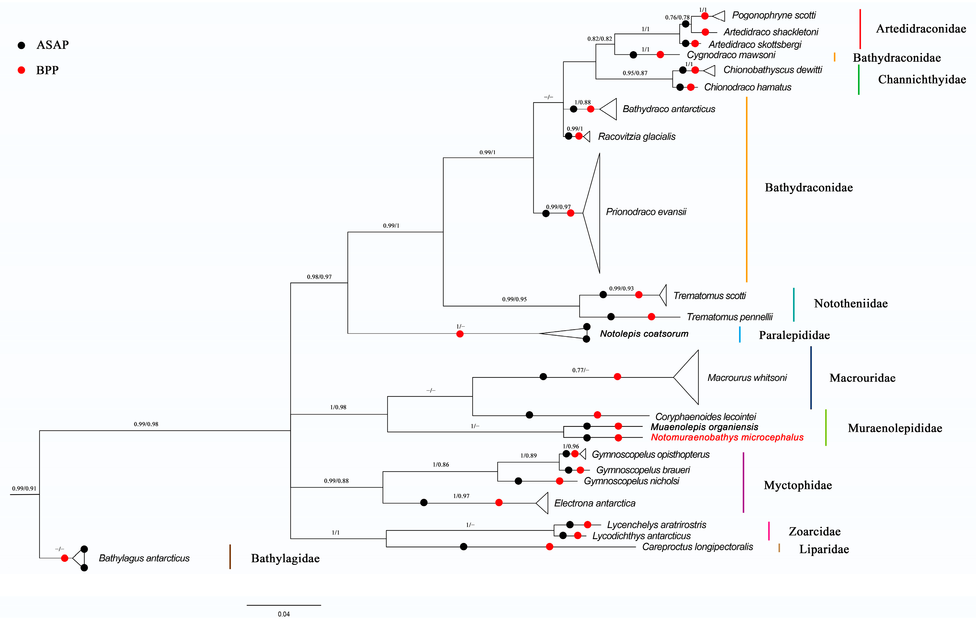 Biodiversity of Demersal Fish Communities in the Cosmonaut Sea Revealed ...