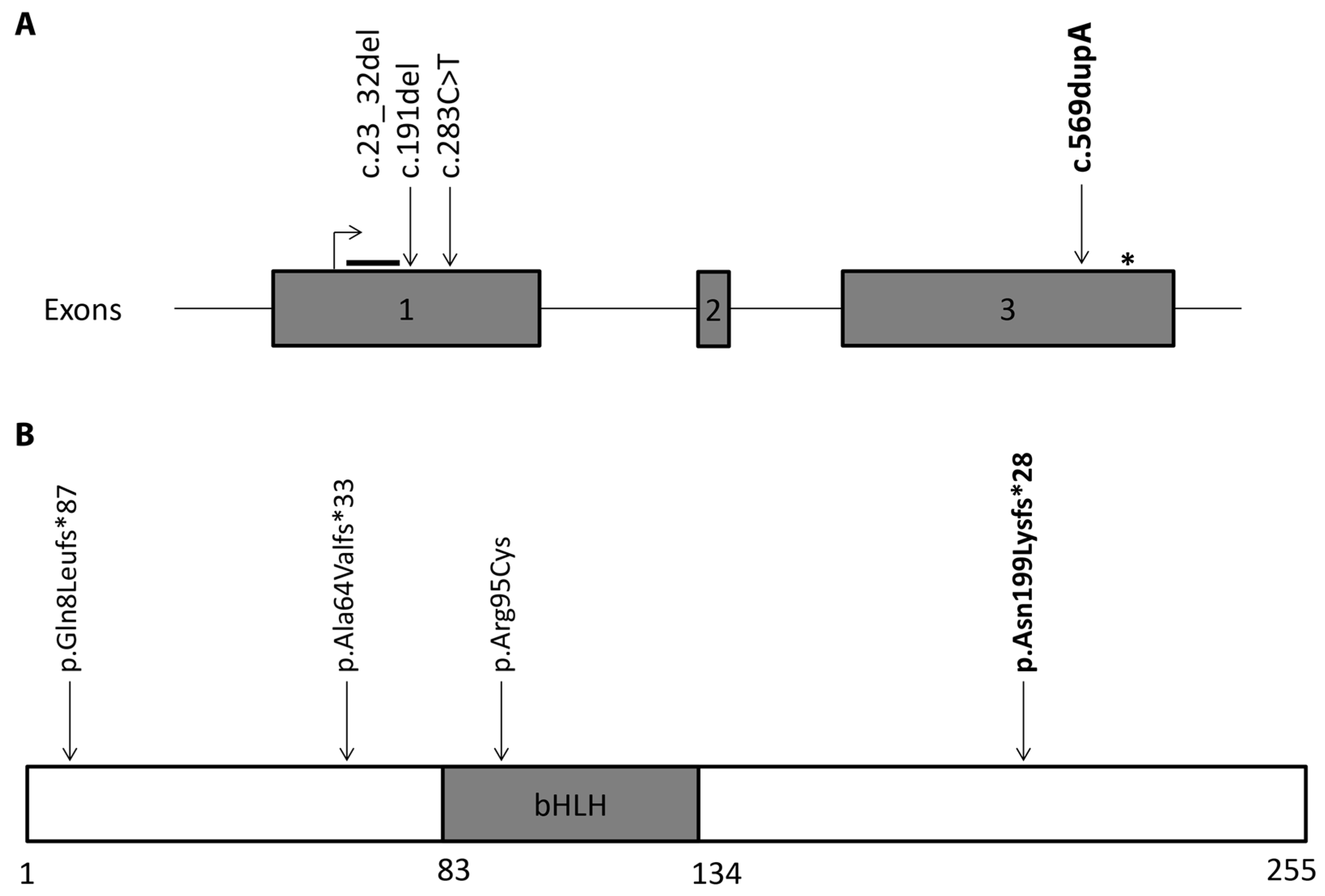 Identification of a Novel Frameshift Variant in MYF5 Leading to ...