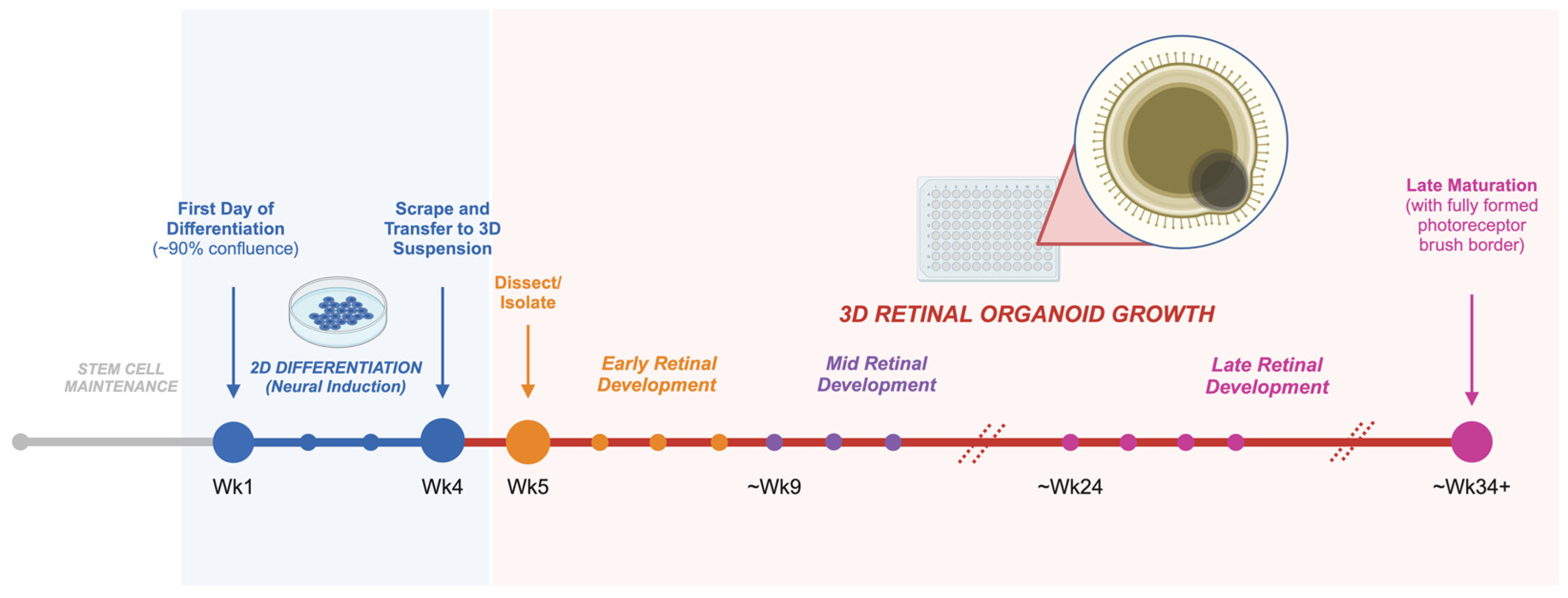 Inherited Retinal Diseases and Retinal Organoids as Preclinical Cell ...