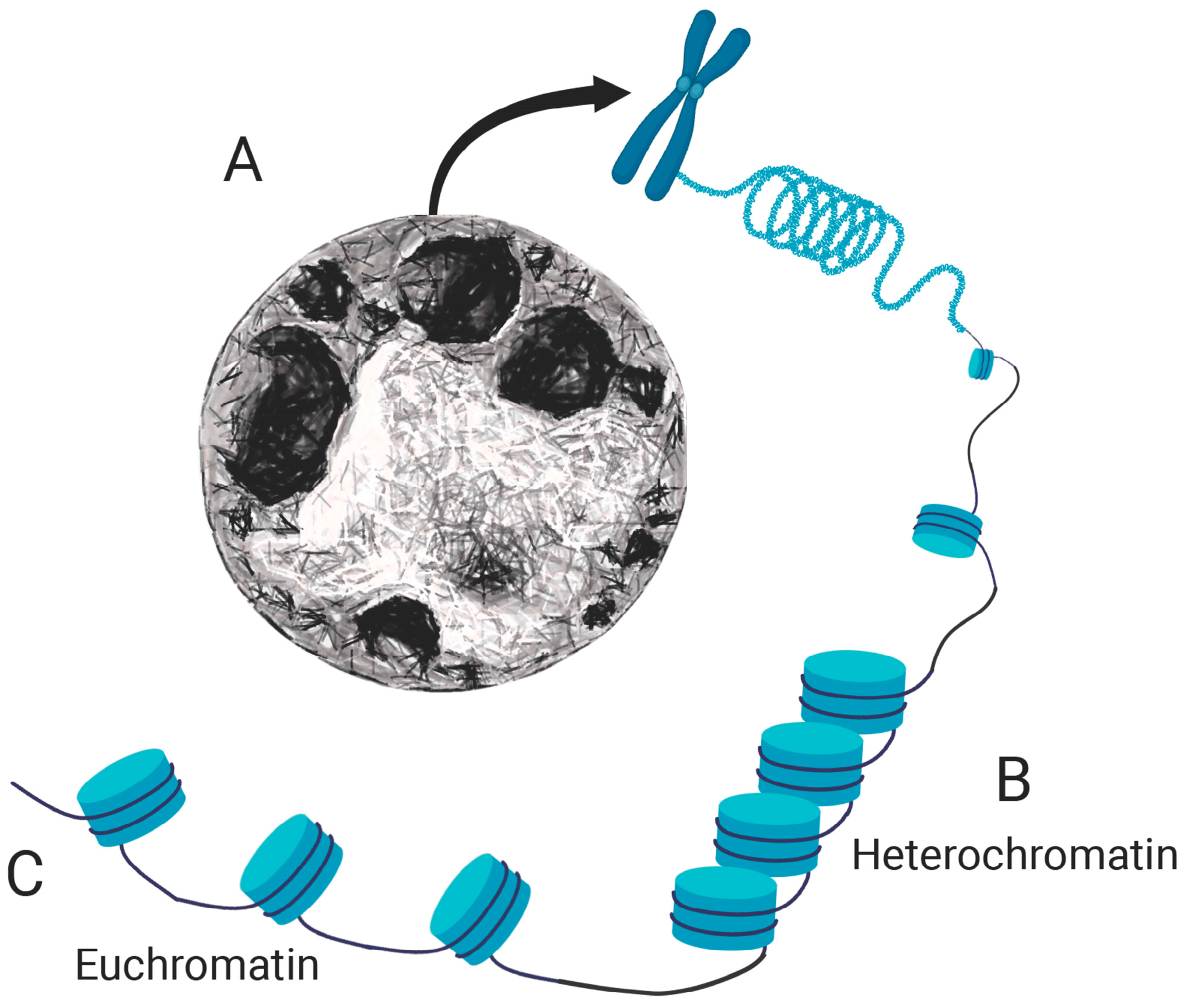 Determinants of Chromatin Organization in Aging and Cancer—Emerging ...