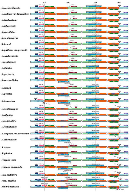 Genes | Free Full-Text | Comparative Analysis of Complete Chloroplast Genomes of Rubus in China ...