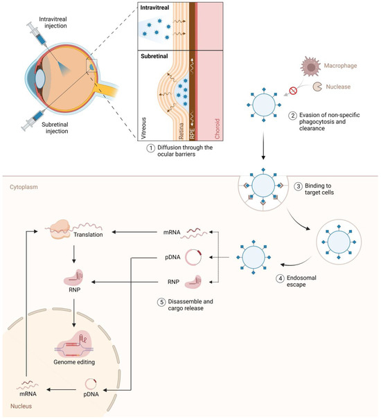Gene Therapy for Non-Hereditary Retinal Disease: Age-Related Macular ...