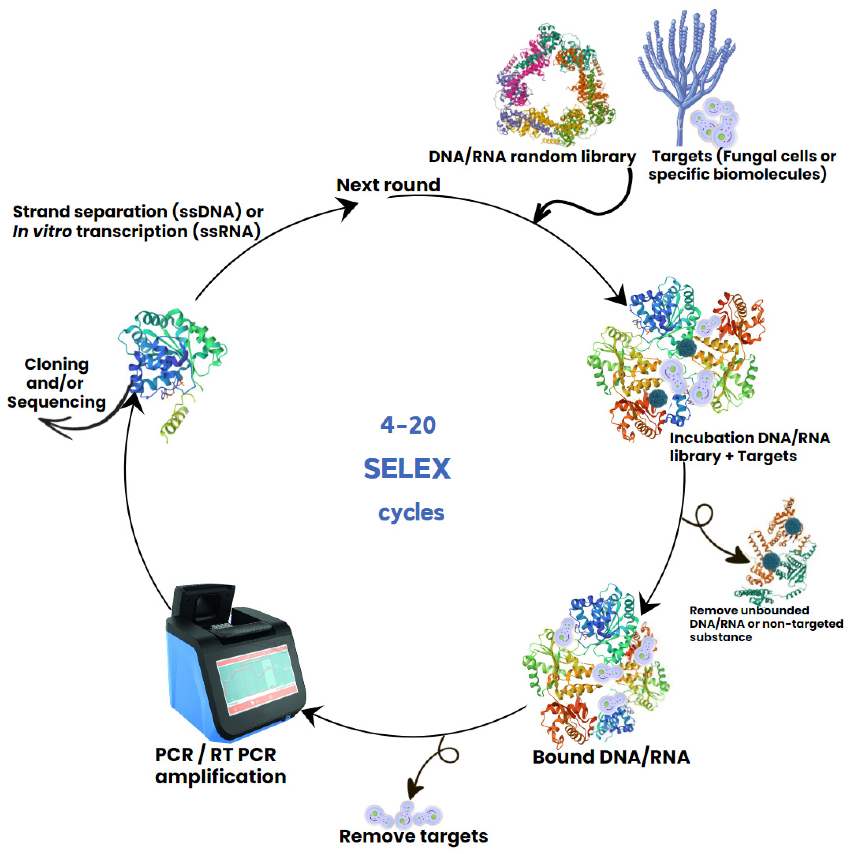 Hope on the Horizon? Aptamers in Diagnosis of Invasive Fungal Infections