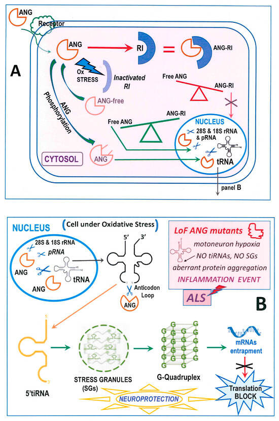 Effects of Pathogenic Mutants of the Neuroprotective RNase 5-Angiogenin ...