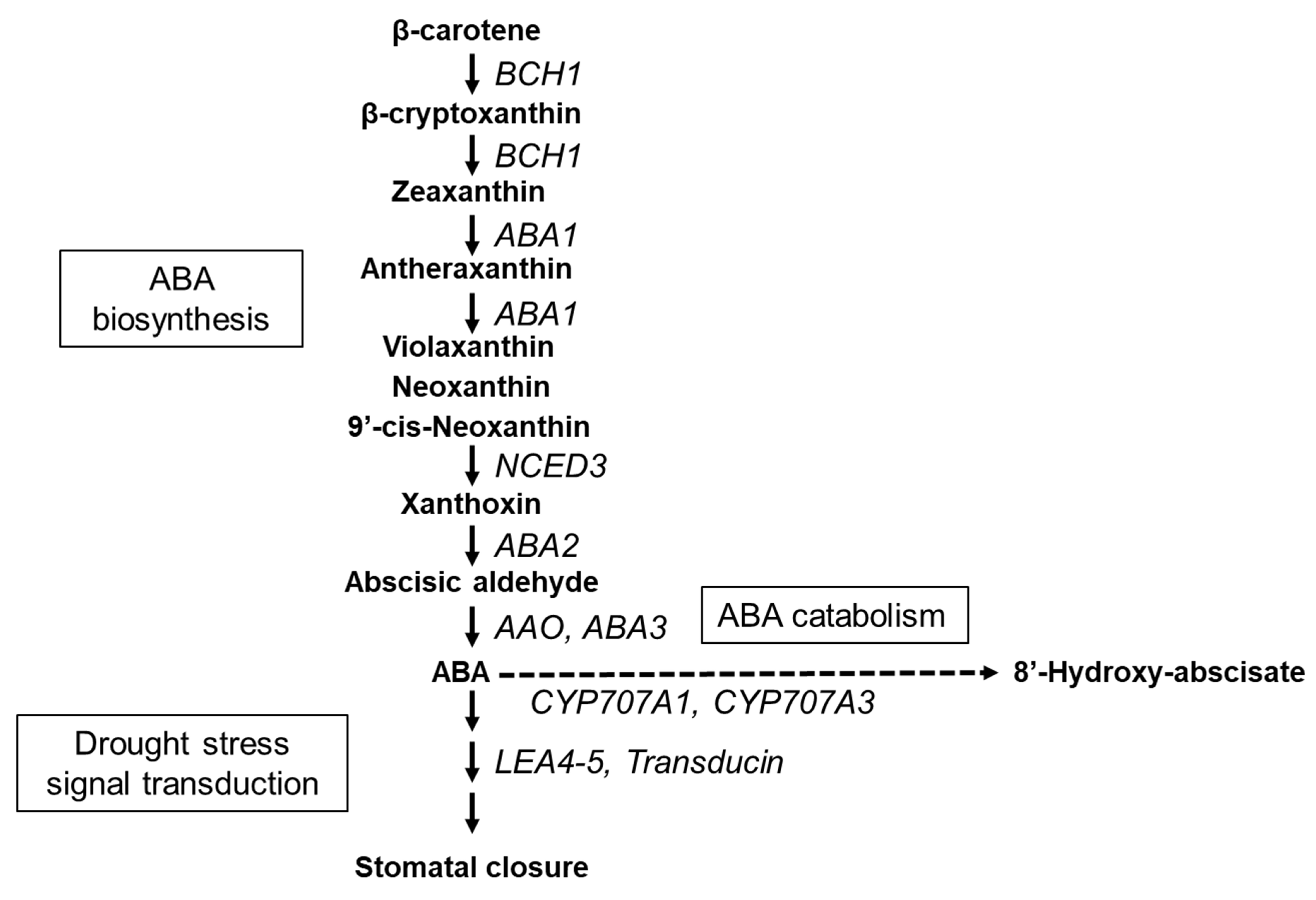 Effects of Drought Stress on Abscisic Acid Content and Its Related ...