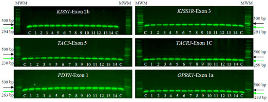 Genetic Variants in KNDy Pathway Lack Association with Premature ...
