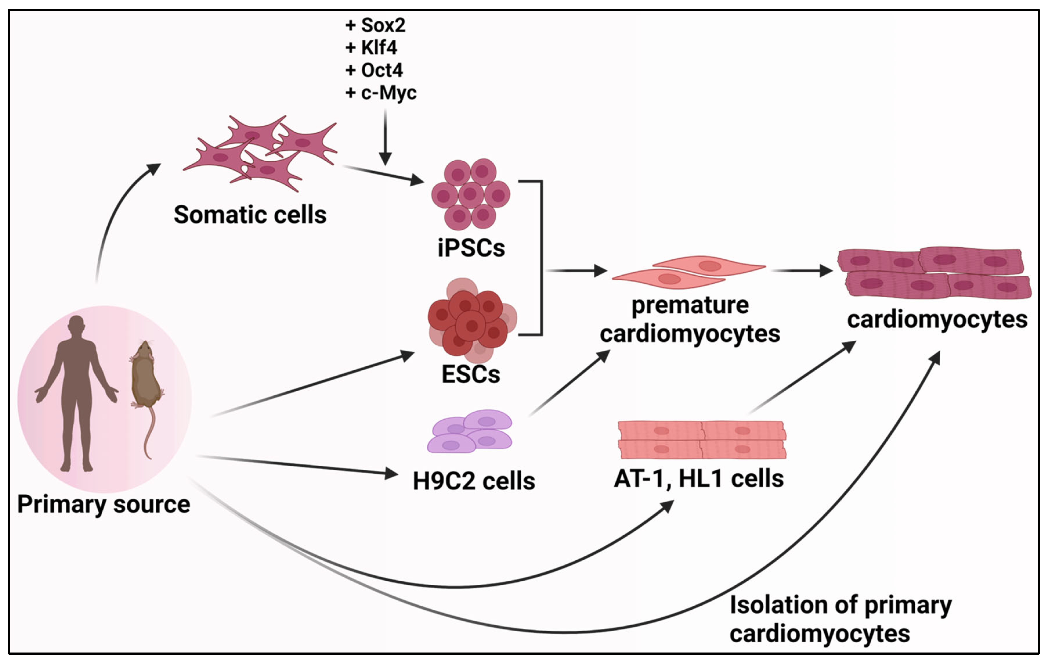 Signaling Pathways Governing Cardiomyocyte Differentiation