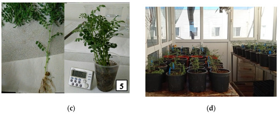 Inheritance of Resistance to Chickpea Fusarium Wilt Disease (Fusarium ...