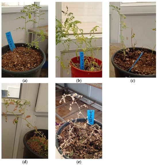 Inheritance of Resistance to Chickpea Fusarium Wilt Disease (Fusarium ...