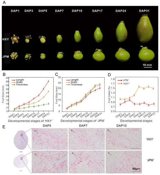 Genes | Free Full-Text | Identification and Comprehensive Analysis of ...