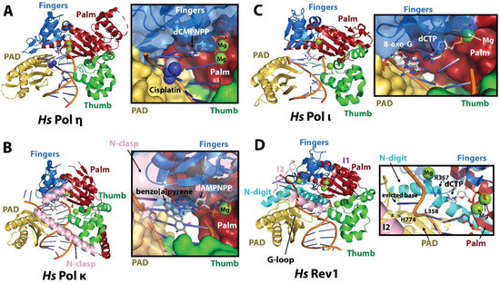 Protein Assemblies in Translesion Synthesis