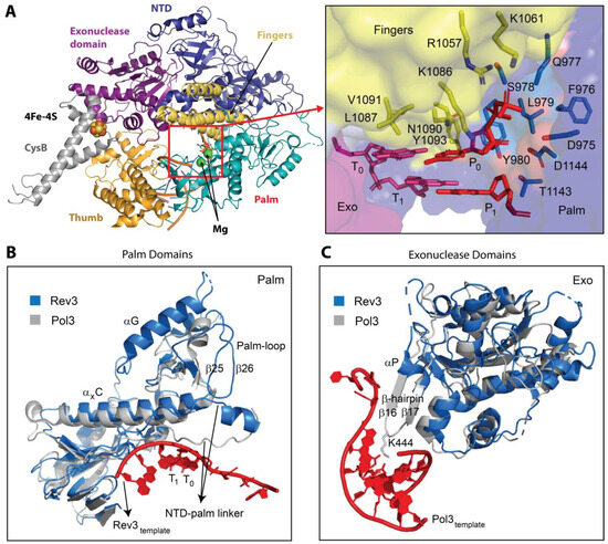 Protein Assemblies in Translesion Synthesis