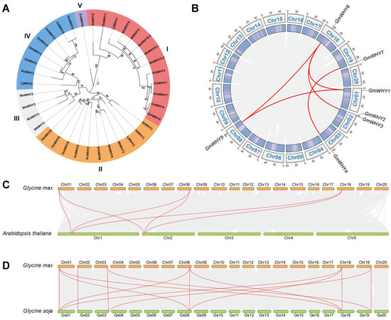 Genome-Wide Identification of the Whirly Gene Family and Its Potential ...