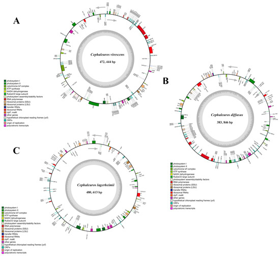 Comparative Analysis of Chloroplast Genomes in Cephaleuros and Its ...