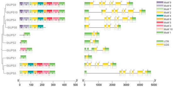 Identification and Expression Analysis of UPS Gene Family in Potato