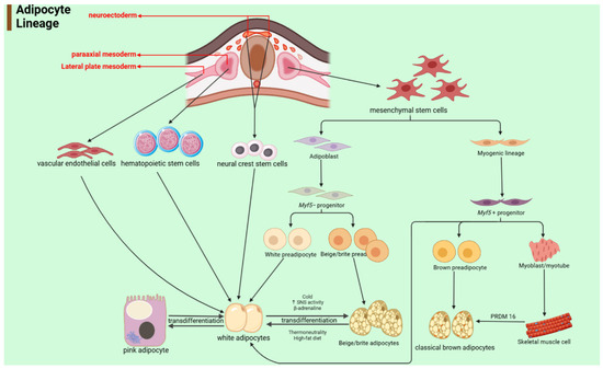 Genes | Free Full-Text | The Function and Mechanism of Long Noncoding ...