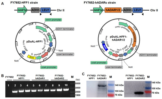 Revealing Differential RNA Editing Specificity of Human ADAR1 and ADAR2 ...