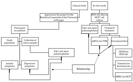 Exploring the Influence of Fok1/Apa1 Polymorphic Variants on Adolescent ...