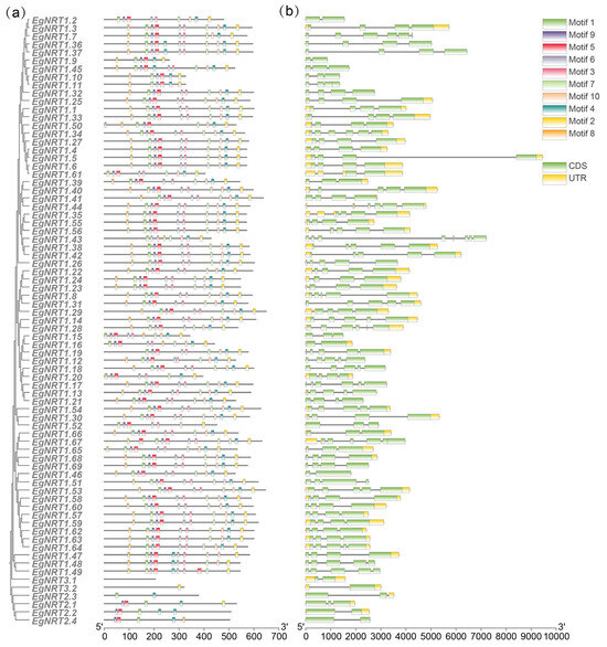 Genome-Wide Identification and Expression Analysis of Nitrate ...