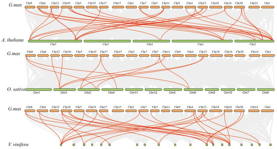 Genome-Wide Identification and Characterization of CCT Gene Family from ...