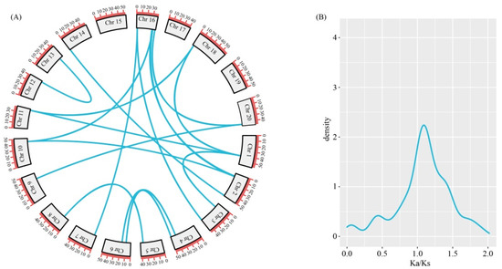 Genome-Wide Identification and Characterization of CCT Gene Family from ...