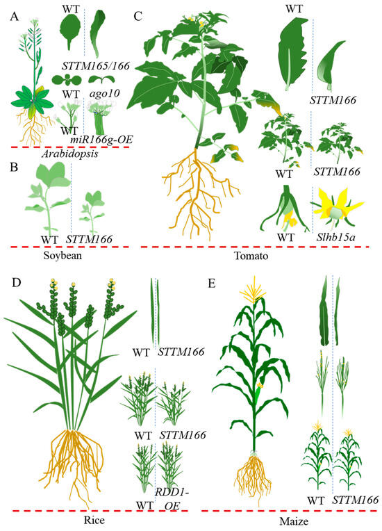 MicroRNA166: Old Players and New Insights into Crop Agronomic Traits ...