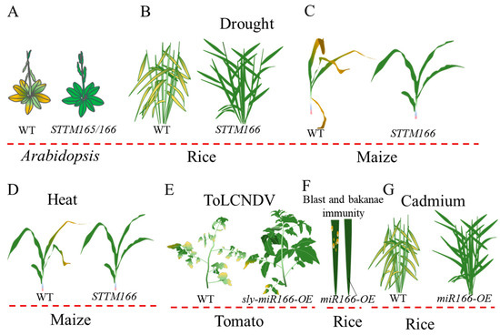 Genes | Free Full-Text | MicroRNA166: Old Players and New Insights into Crop Agronomic Traits ...