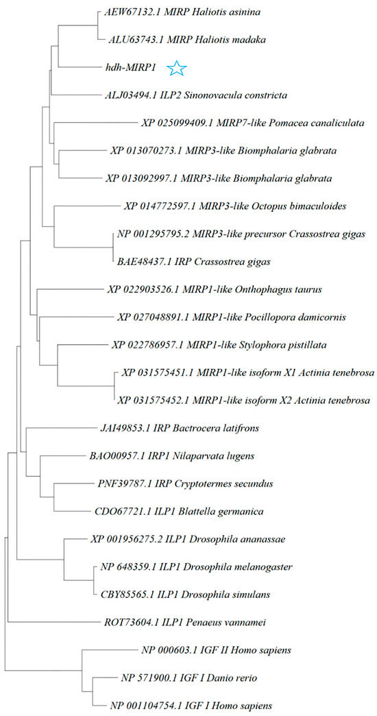 Genes | Free Full-Text | Molecular Cloning, Characterization, and ...