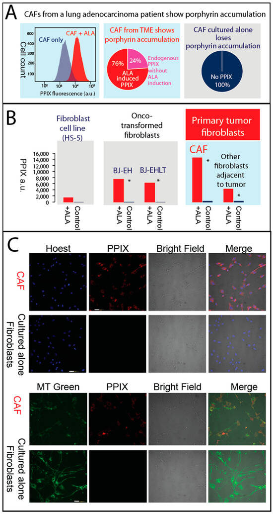 Uncovering Porphyrin Accumulation in the Tumor Microenvironment