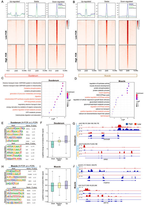 Integrating Multi-Omics Data to Identify Key Functional Variants Affecting Feed Efficiency in ...