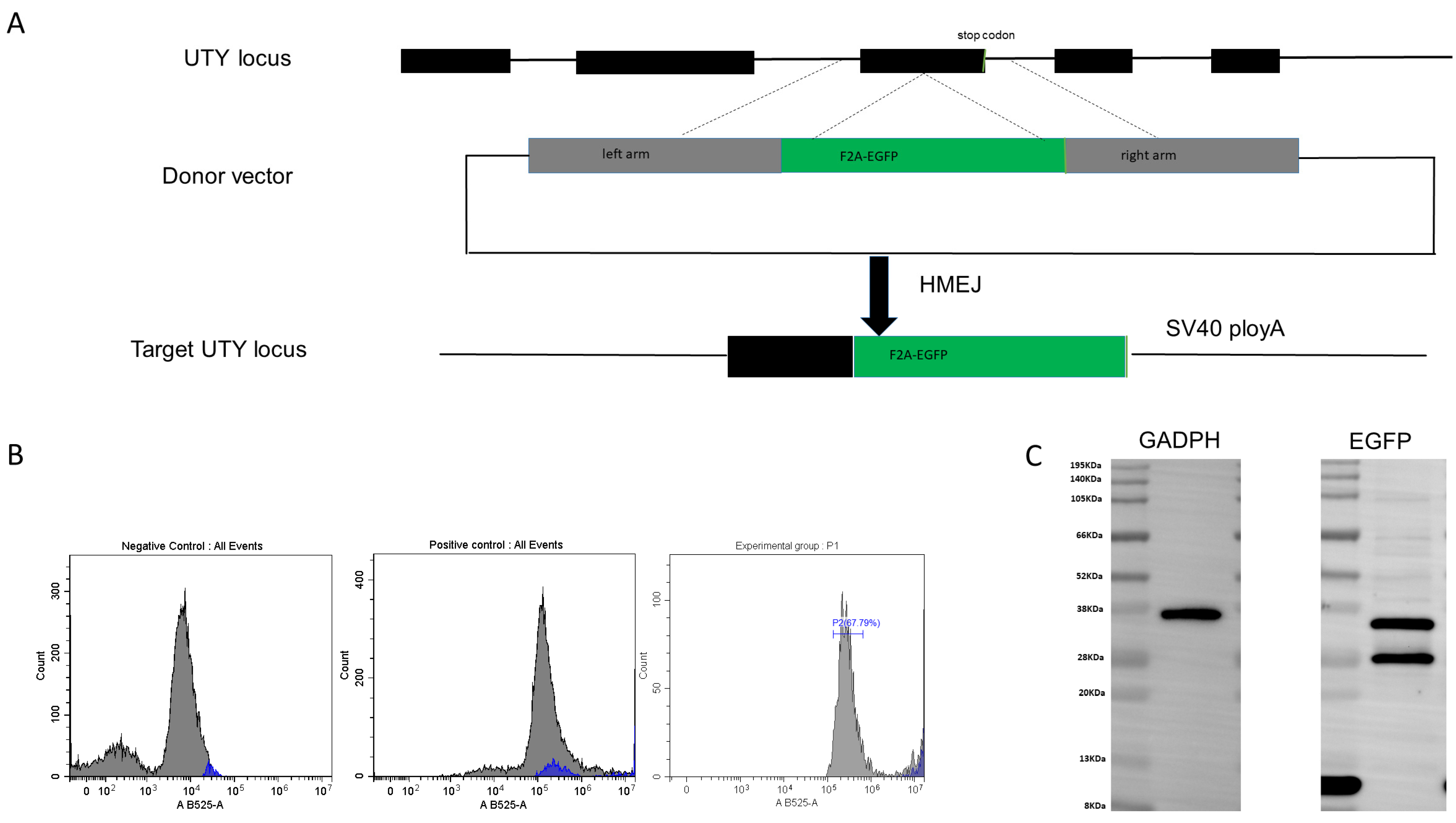 Identification of Site in the UTY Gene as Safe Harbor Locus on the Y ...