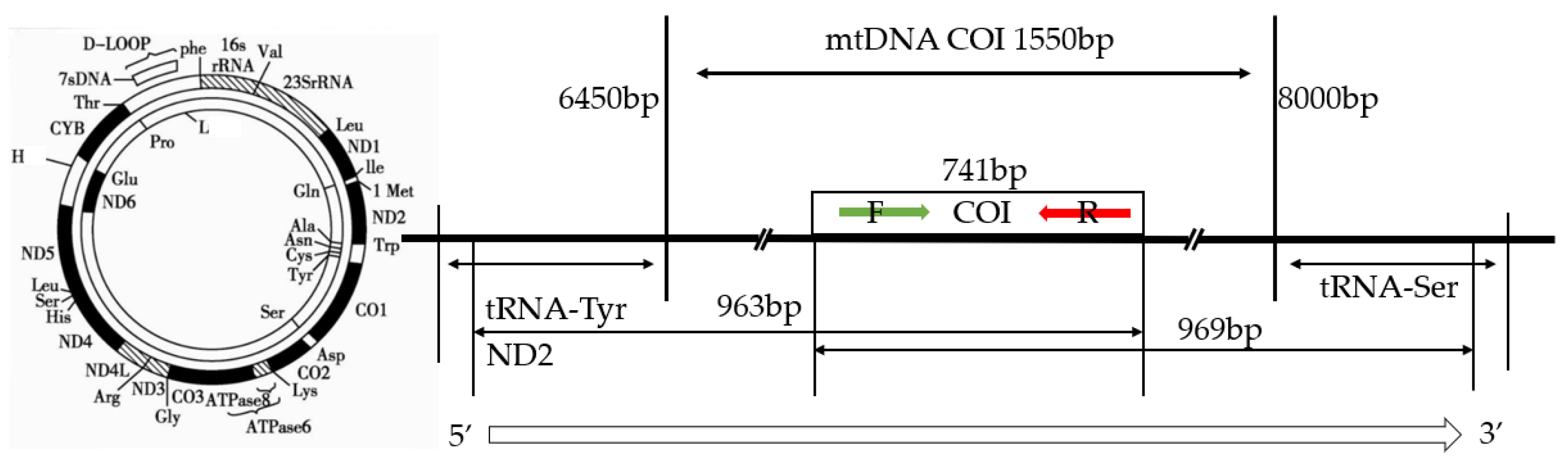 Analysis of the Mitochondrial COI Gene and Genetic Diversity of ...