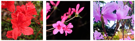 Genes | Free Full-Text | Integrated Analyses of Metabolome and RNA-seq ...