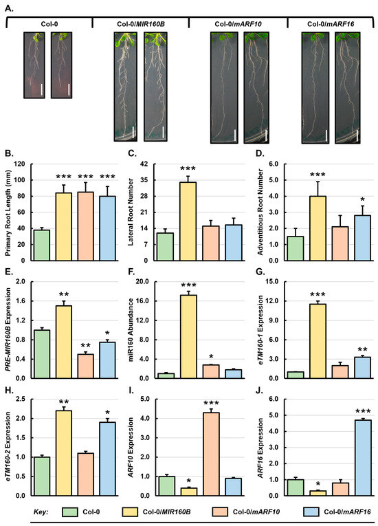 Molecular Manipulation of the miR160/AUXIN RESPONSE FACTOR Expression ...