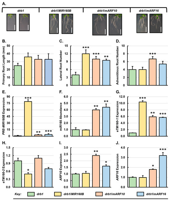 Molecular Manipulation of the miR160/AUXIN RESPONSE FACTOR Expression ...