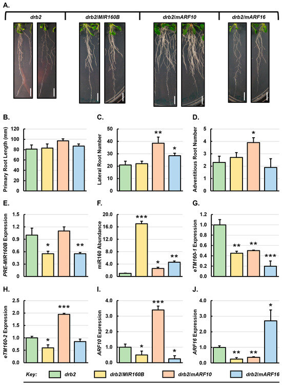 Molecular Manipulation of the miR160/AUXIN RESPONSE FACTOR Expression ...