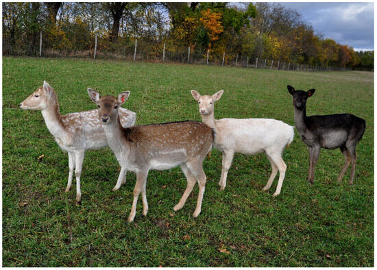 Agouti-Signaling Protein and Melanocortin-1-Receptor Mutations ...