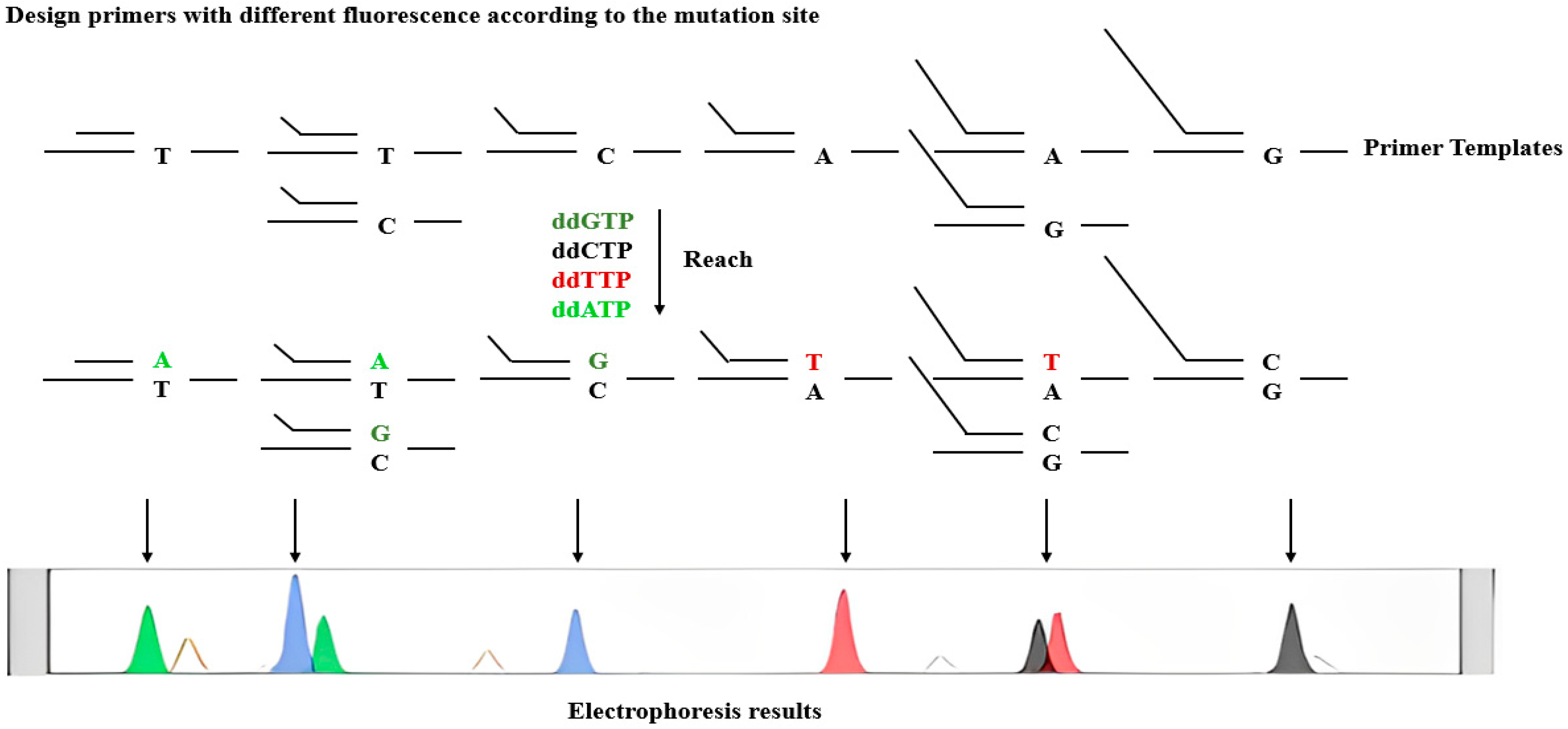 Study on the Polymorphic Loci of Explosive Strength-Related Genes in ...